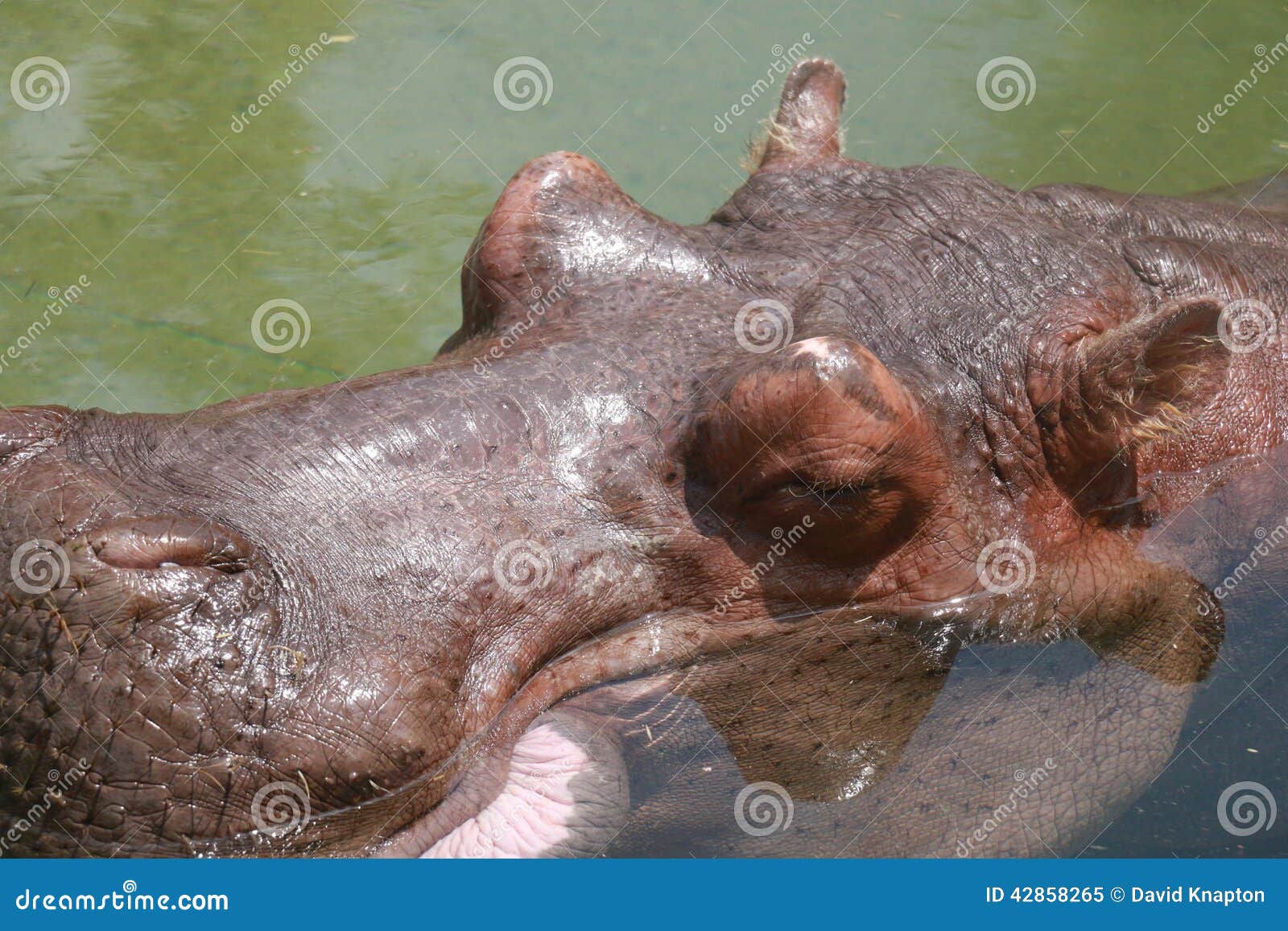 Hippo asleep stock image. Image of asleep, hippo, relaxing - 42858265