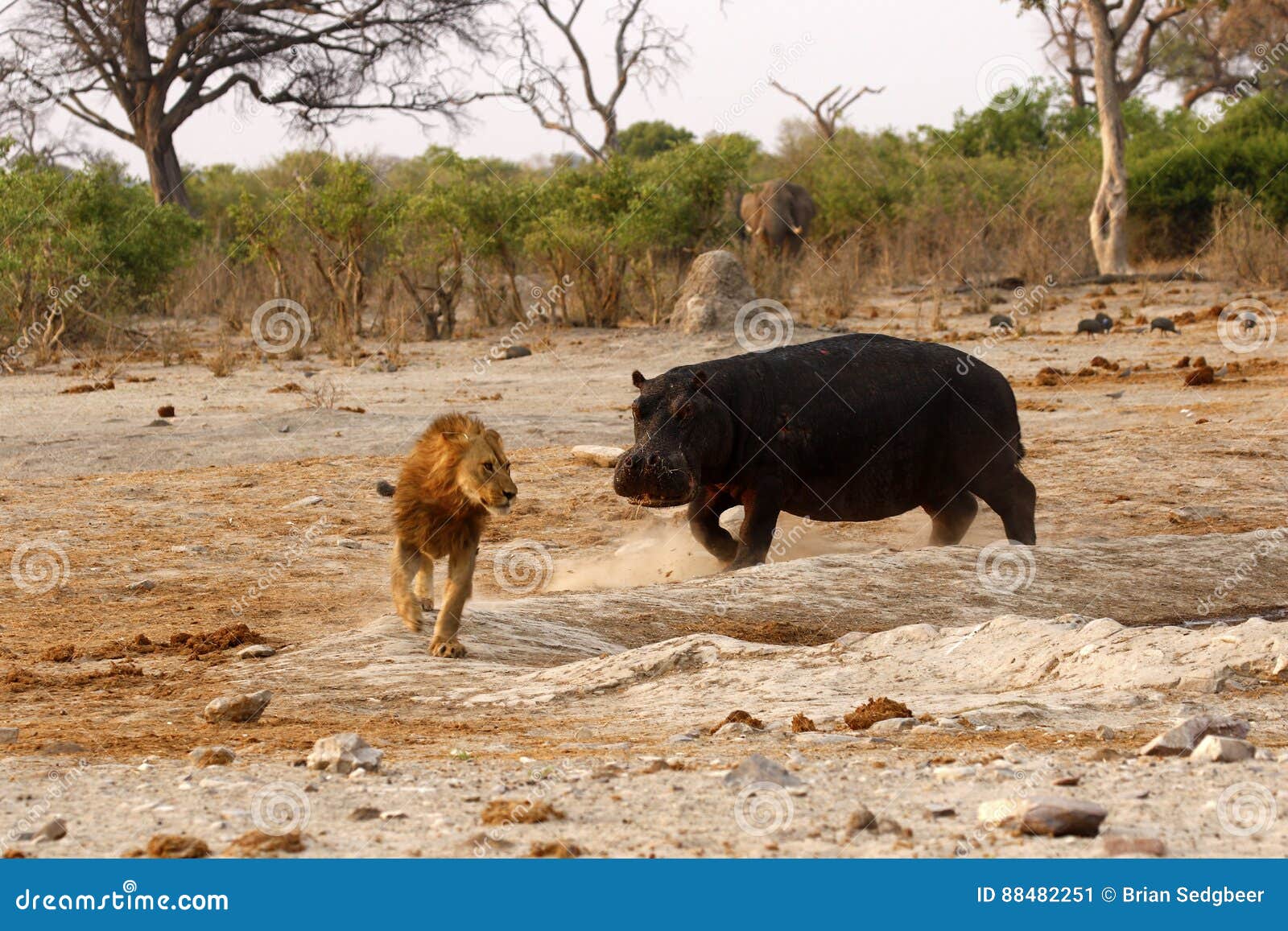 Lion Attacking Hippo