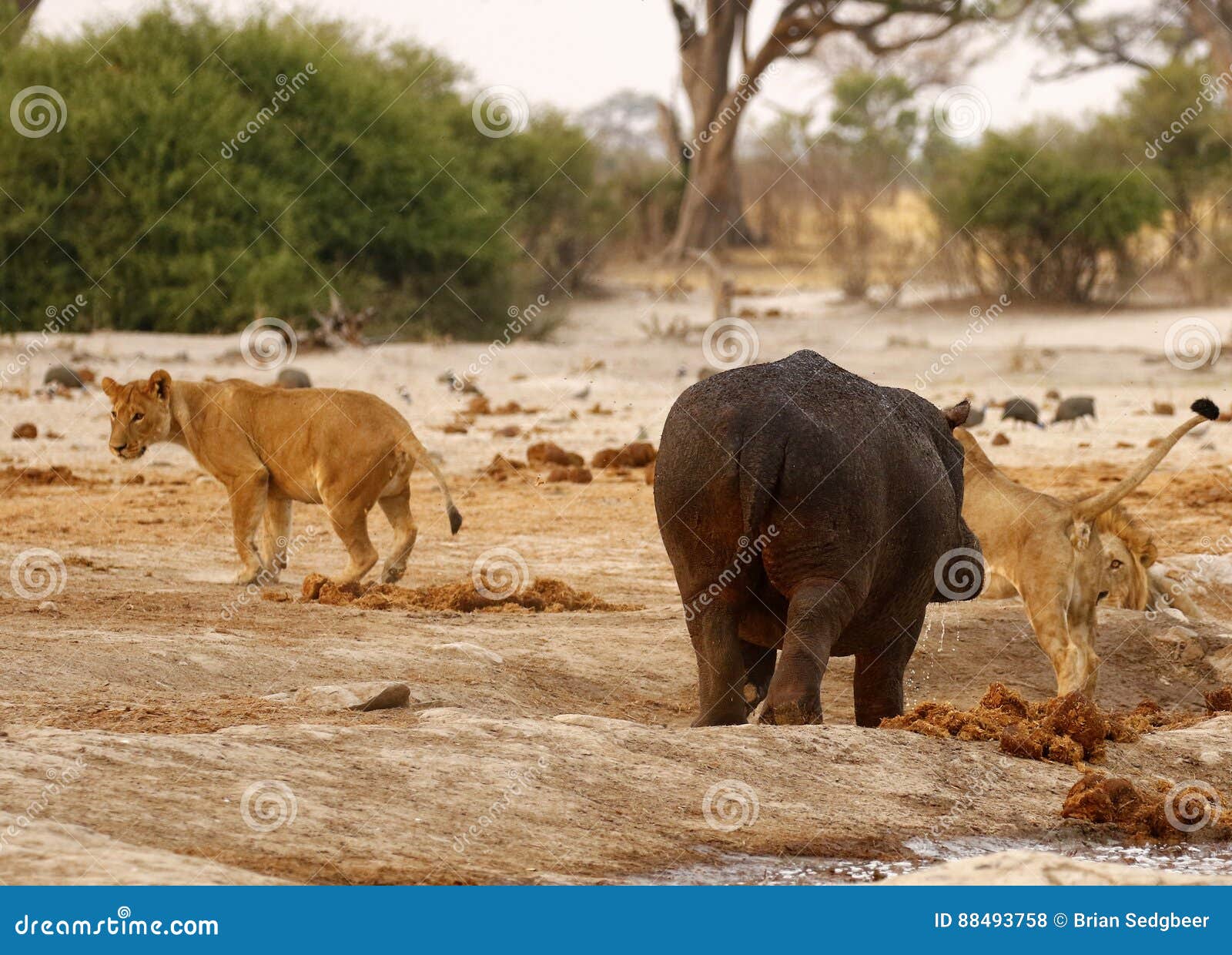 Hippo Attack stock photo. Image of african, aquatic, back - 88493758