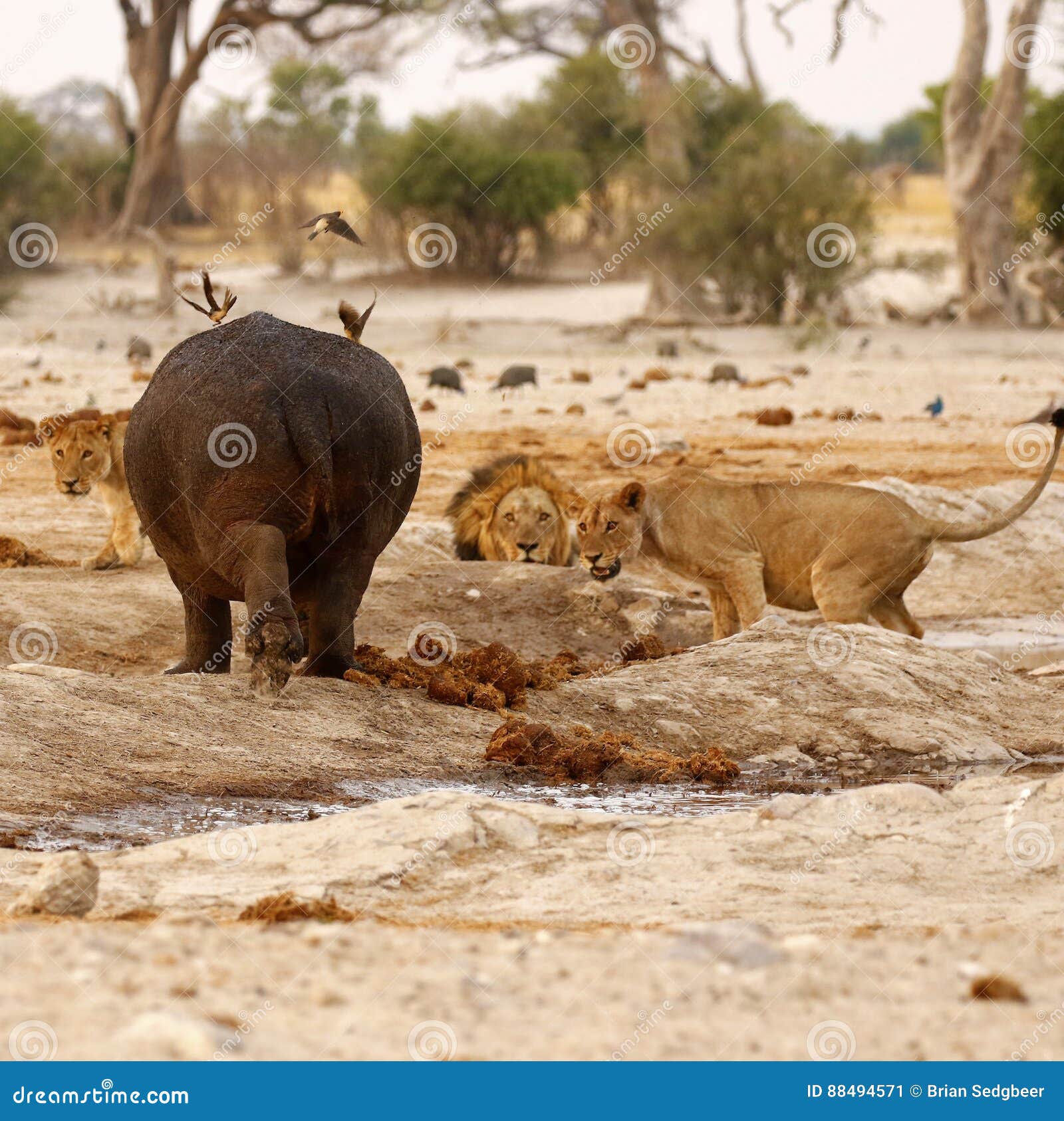 Hippo Attack stock image. Image of africa, fresh, drought - 88494571