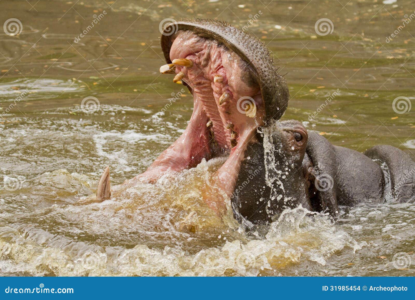 Hippo attack stock photo. Image of african, natural, body - 31985454