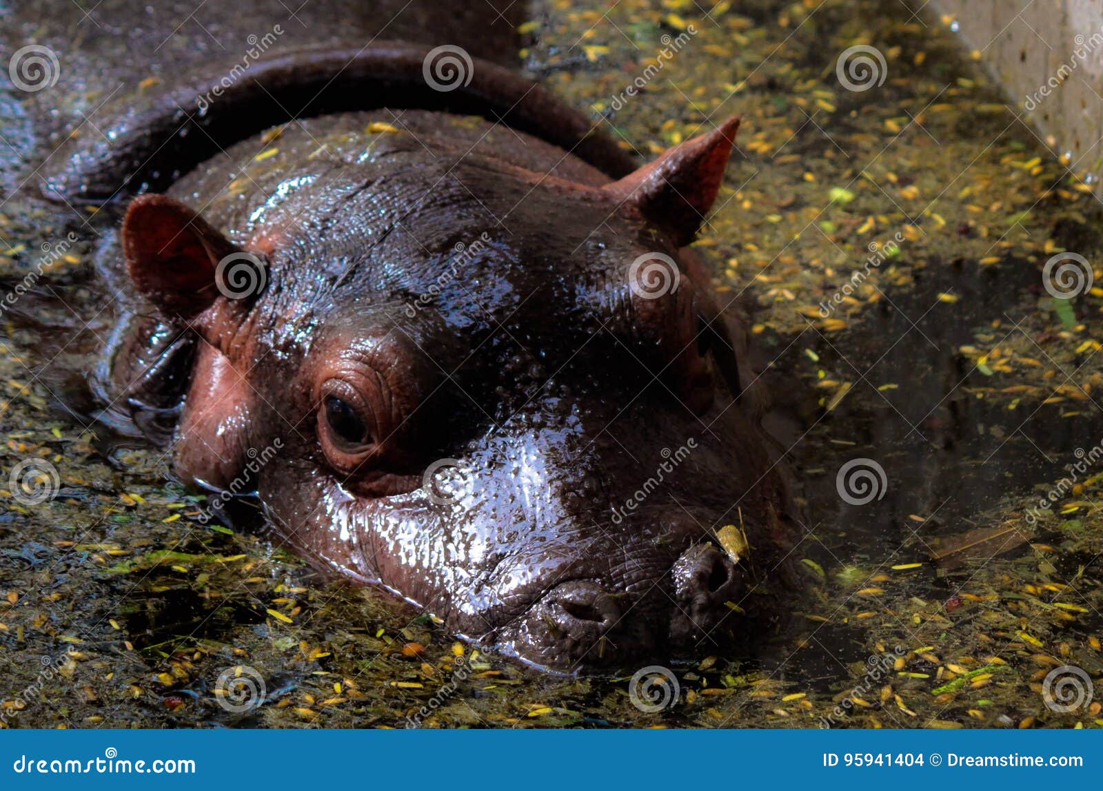 Hippo Baby Looking In His Father's Mouth Royalty-Free Stock Photography ...