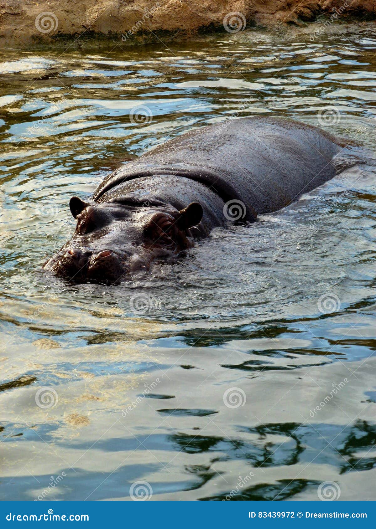 Hippo bath stock photo. Image of mammal, water, dangerous - 83439972