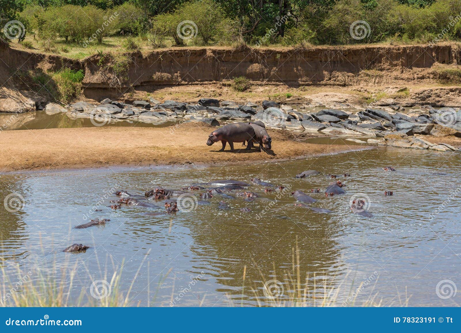 Hippo beach stock image. Image of calm, hippos, pool - 78323191