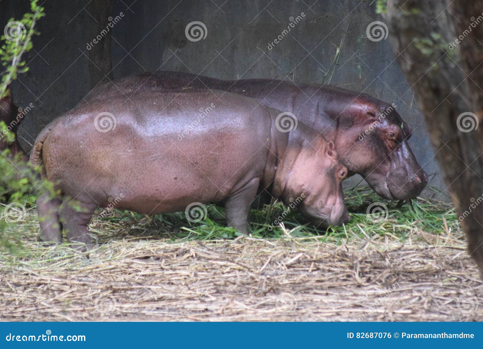 Hippo stock photo. Image of hippopotamus, park, reserve - 82687076