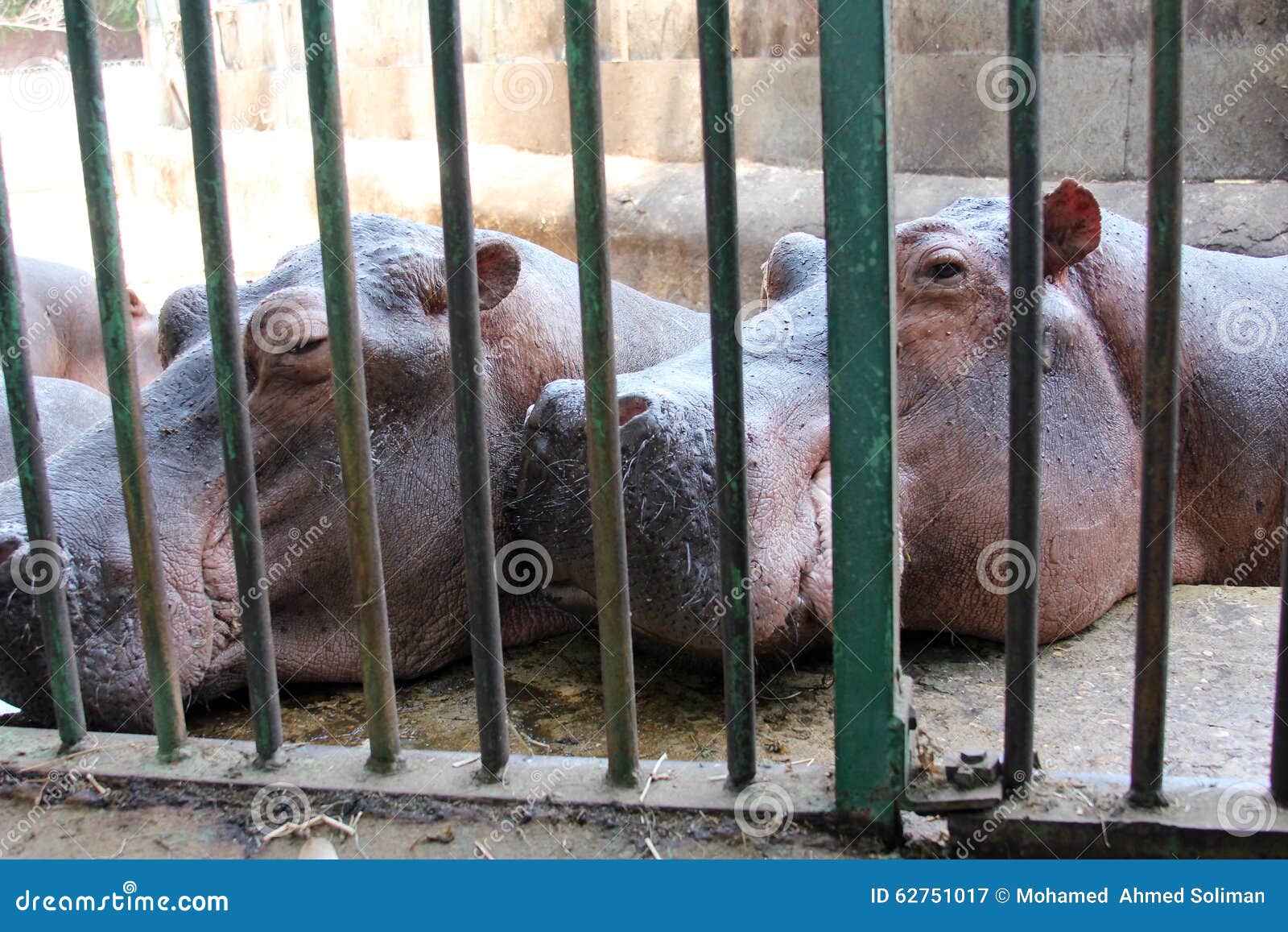 Hippo stock image. Image of danger, africa, feeding, heavy - 62751017