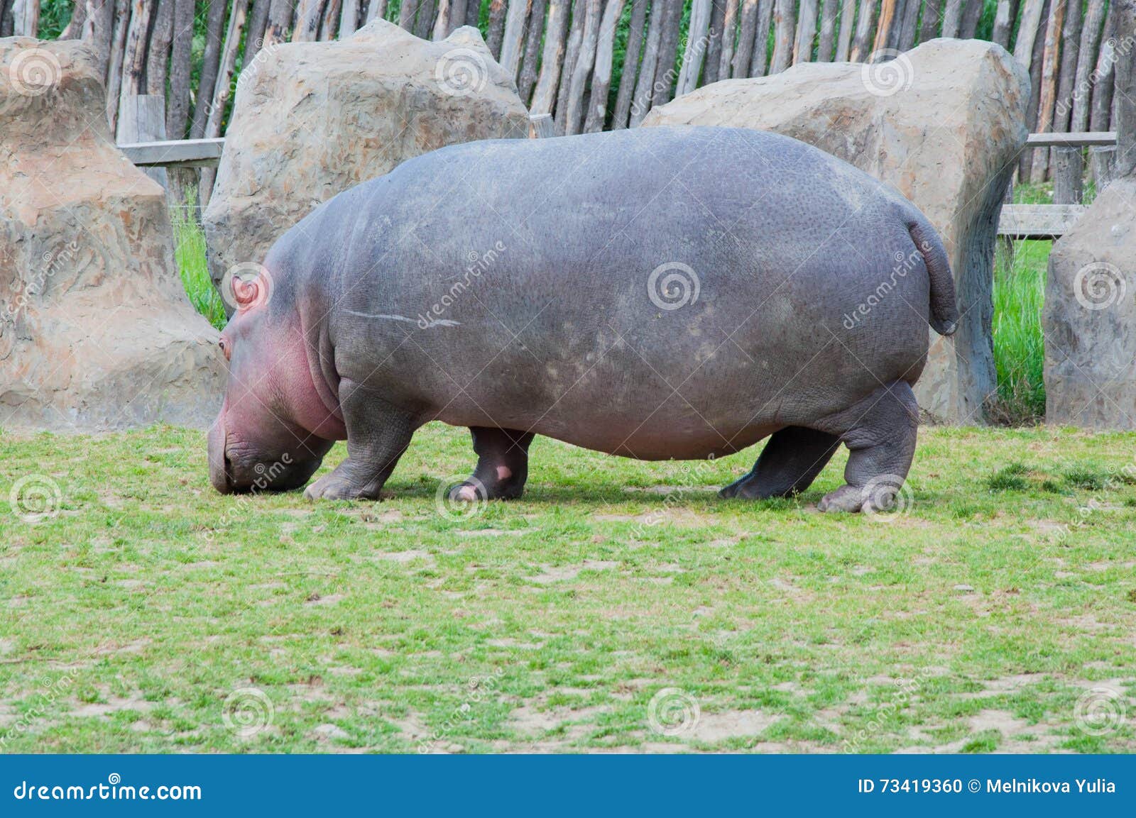 Hippo stock photo. Image of amphibius, mammal, natural - 73419360