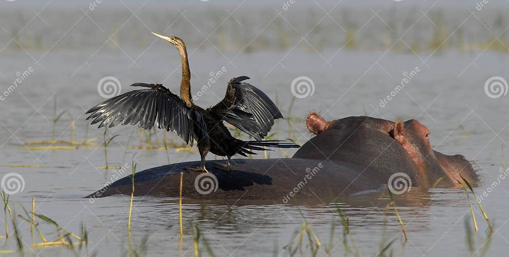 Hippo with bird stock photo. Image of wildlife, tourism - 11178808