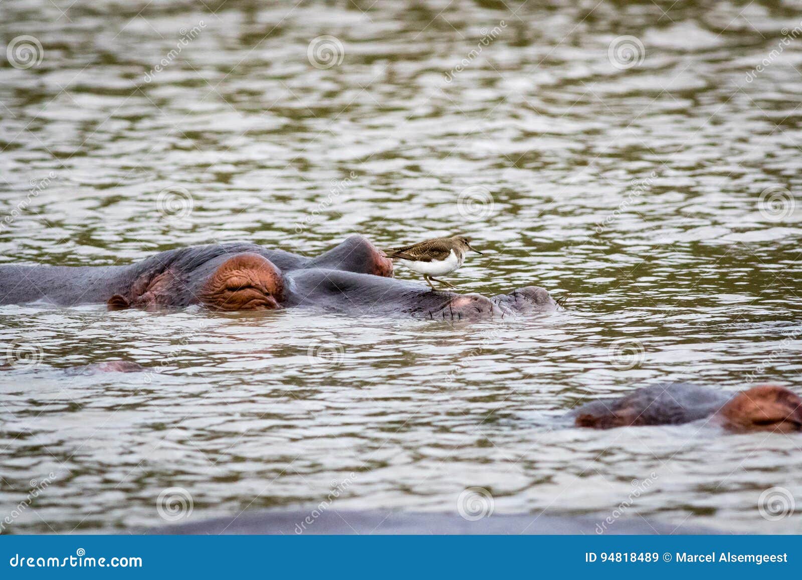 Hippo With A Bird Stock Photography | CartoonDealer.com #94818482