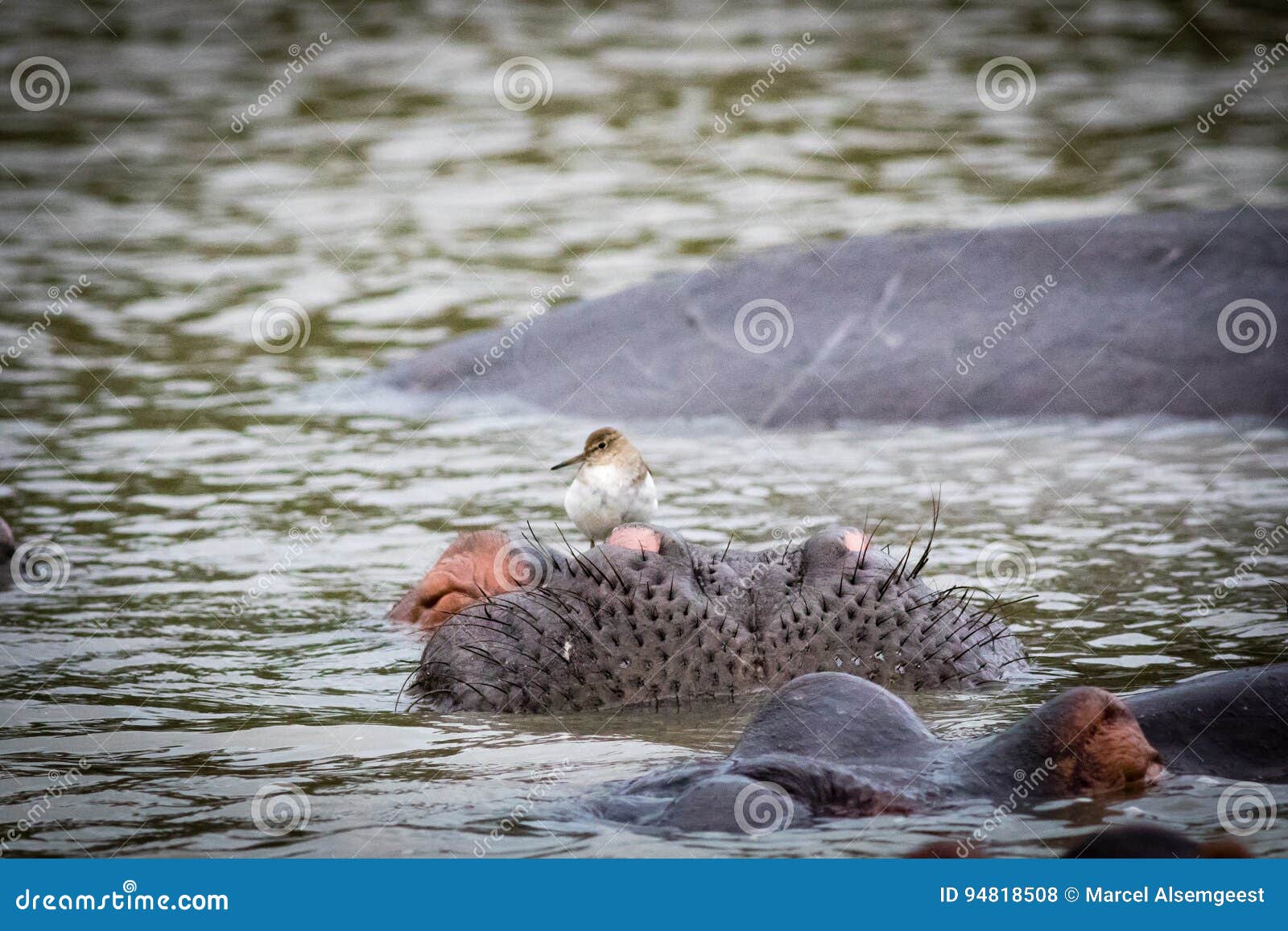 Hippo with a bird stock photo. Image of dangerous, water - 94818508