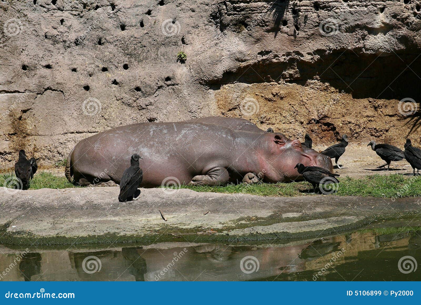 Hippo and Birds stock image. Image of animals, laid, cohesion - 5106899