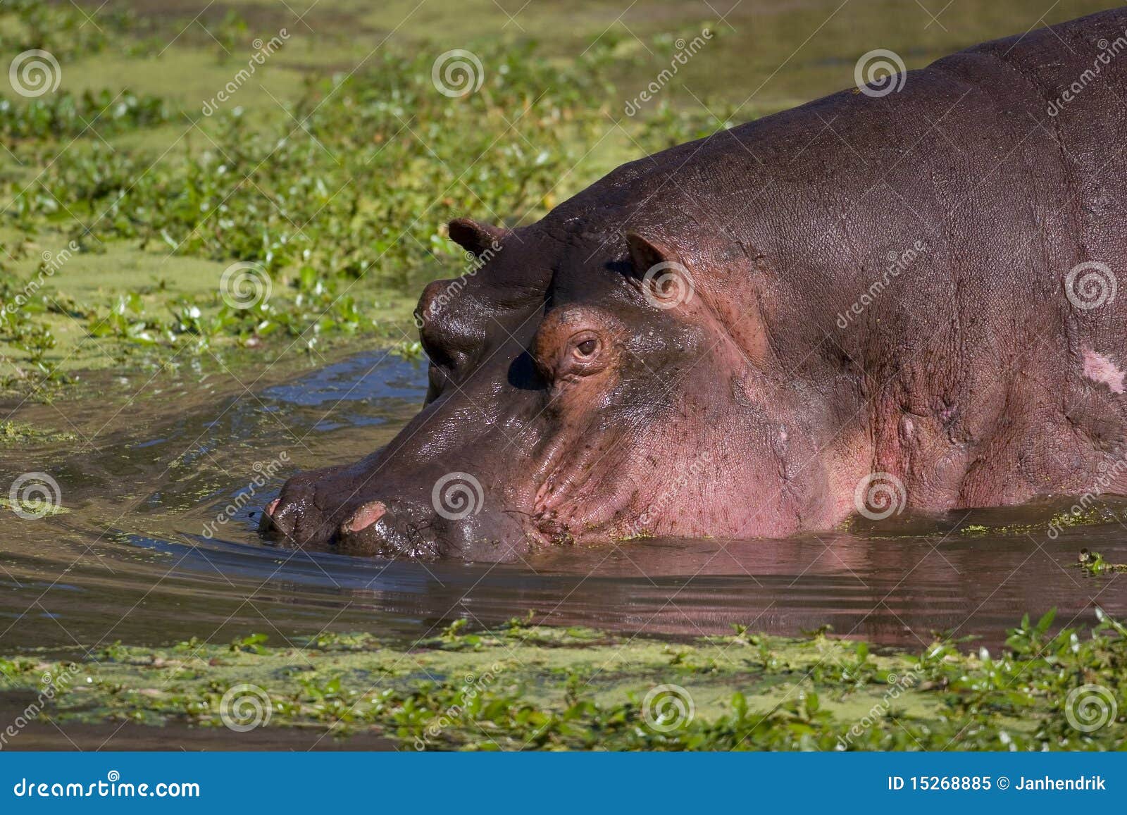 Hippo Bull stock image. Image of hippo, amphibius, nature - 15268885