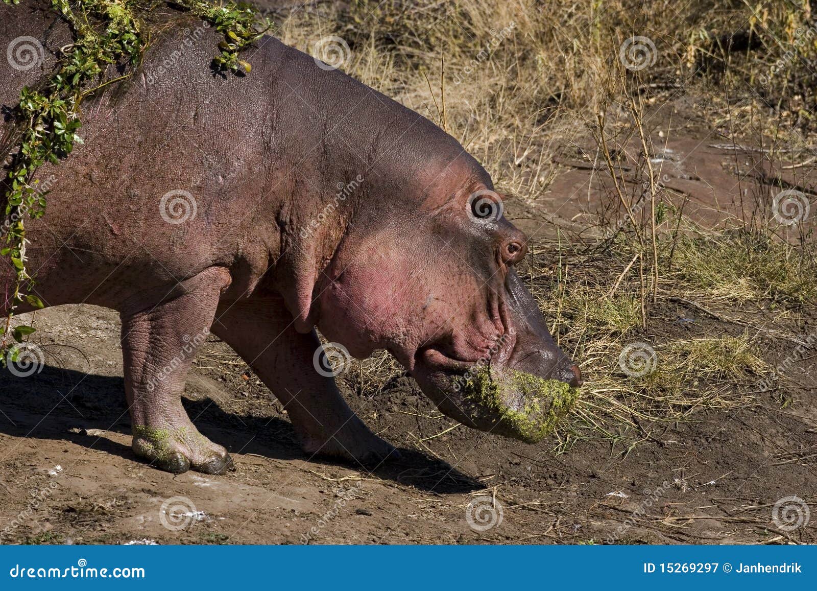 Hippo Bull stock image. Image of hippopotamus, africa - 15269297