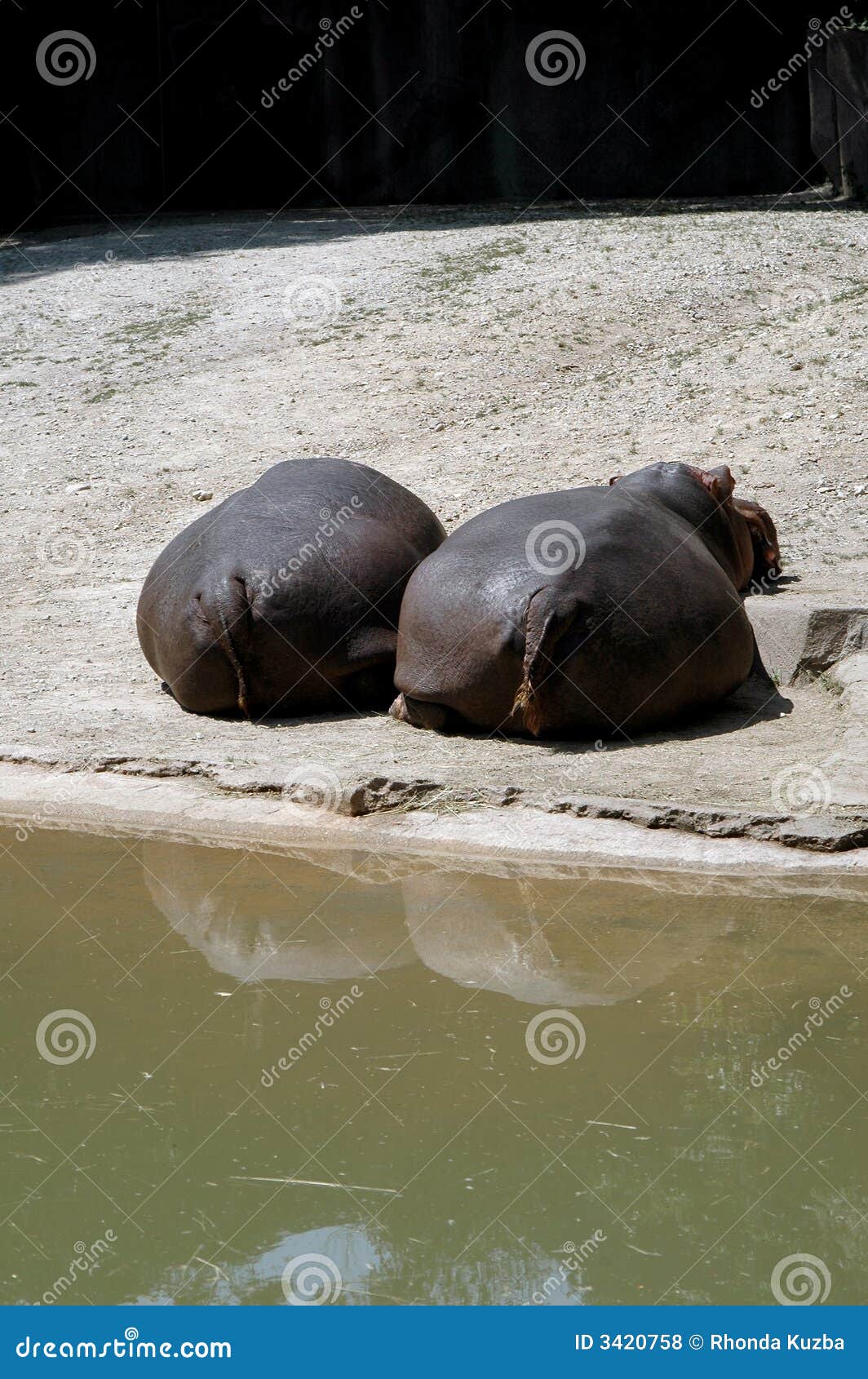 Hippo stock photo. Image of wildlife, profile, male, hippopotamus - 3420758