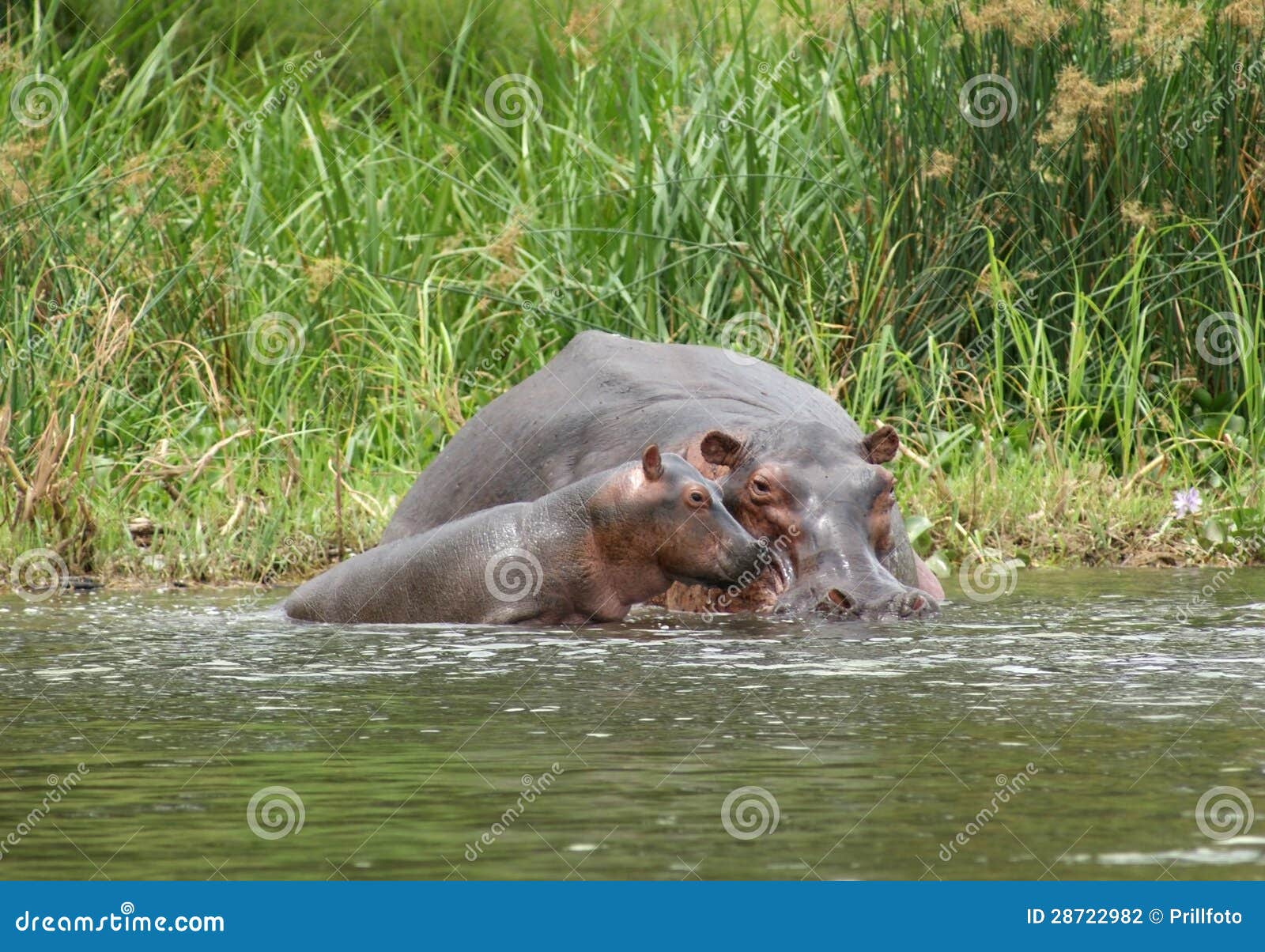 Hippo Calf and Cow Waterside in Uganda Stock Photo - Image of beauty ...