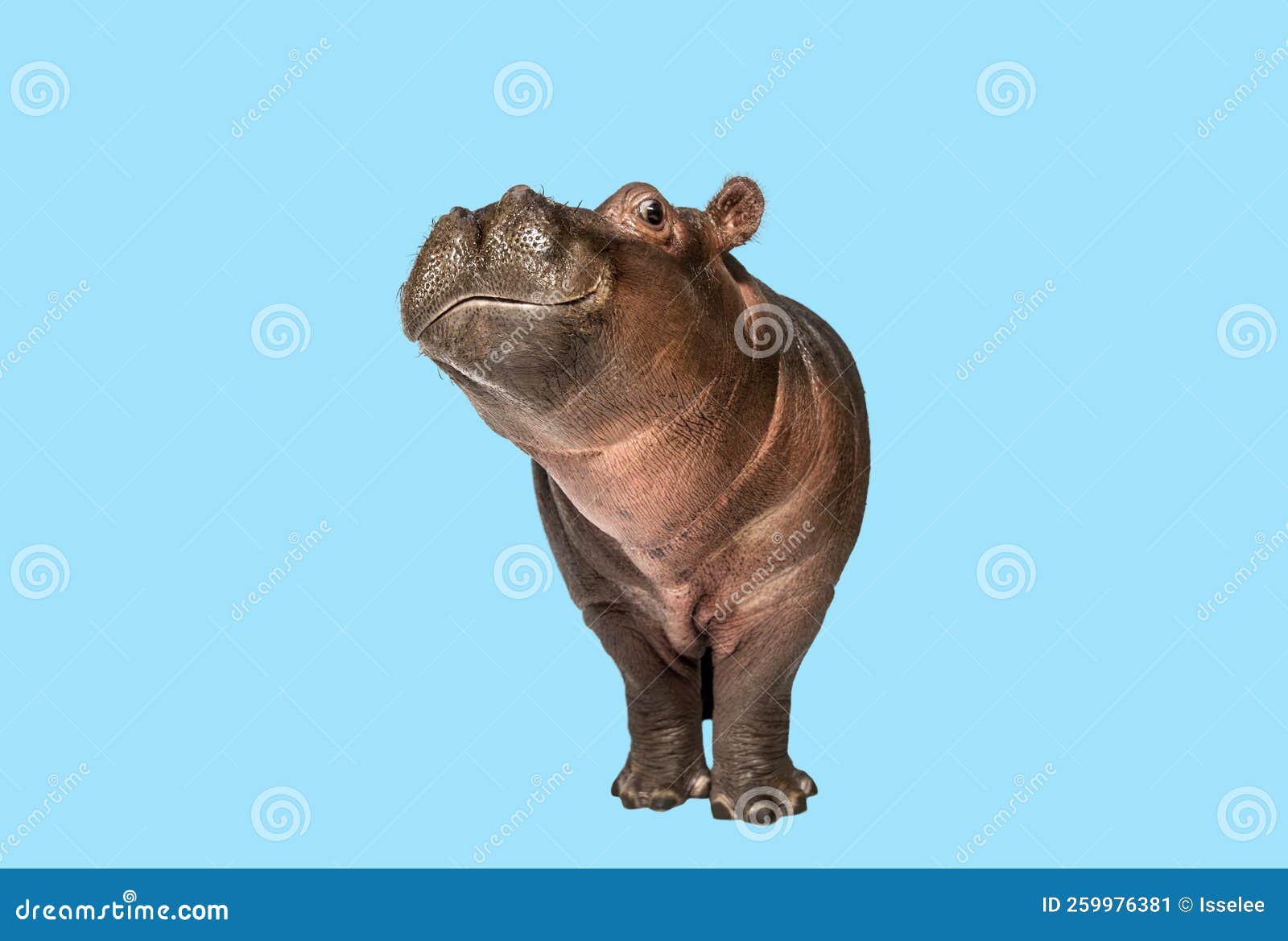 Hippo Calf Facing at the Camera on Blue Stock Image - Image of studio ...