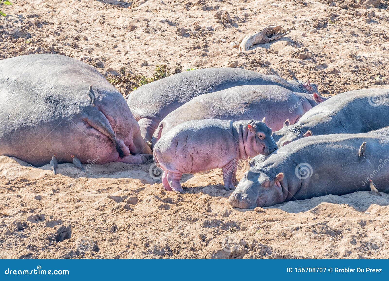 Hippo Calf between a Herd of Sleeping Hippos Stock Image - Image of ...