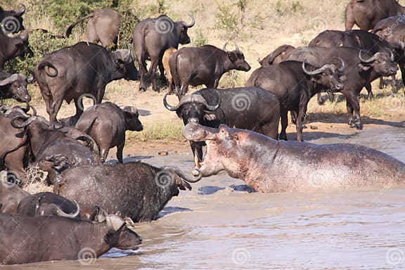 Hippo chasing Cape Buffalo stock image. Image of bush - 13897801