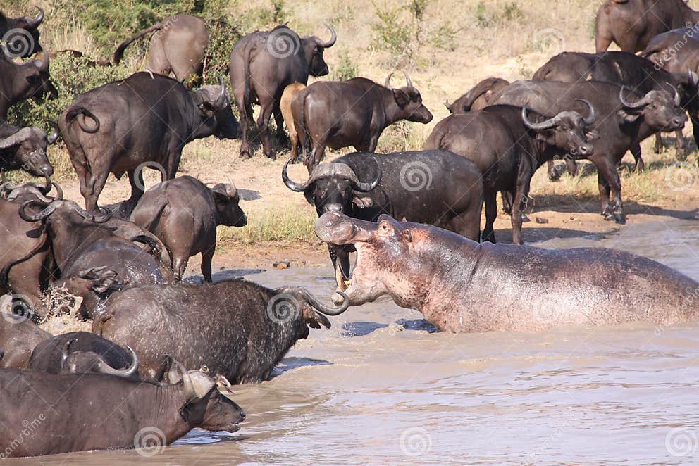 Hippo chasing Cape Buffalo stock image. Image of bush - 13897801
