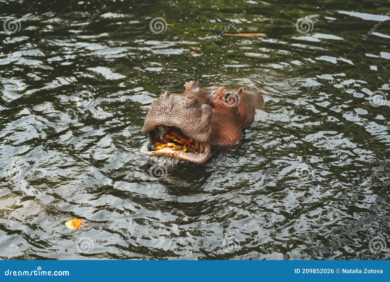 Hippo in the Chiang Mai Zoo Stock Photo - Image of danger, animal ...