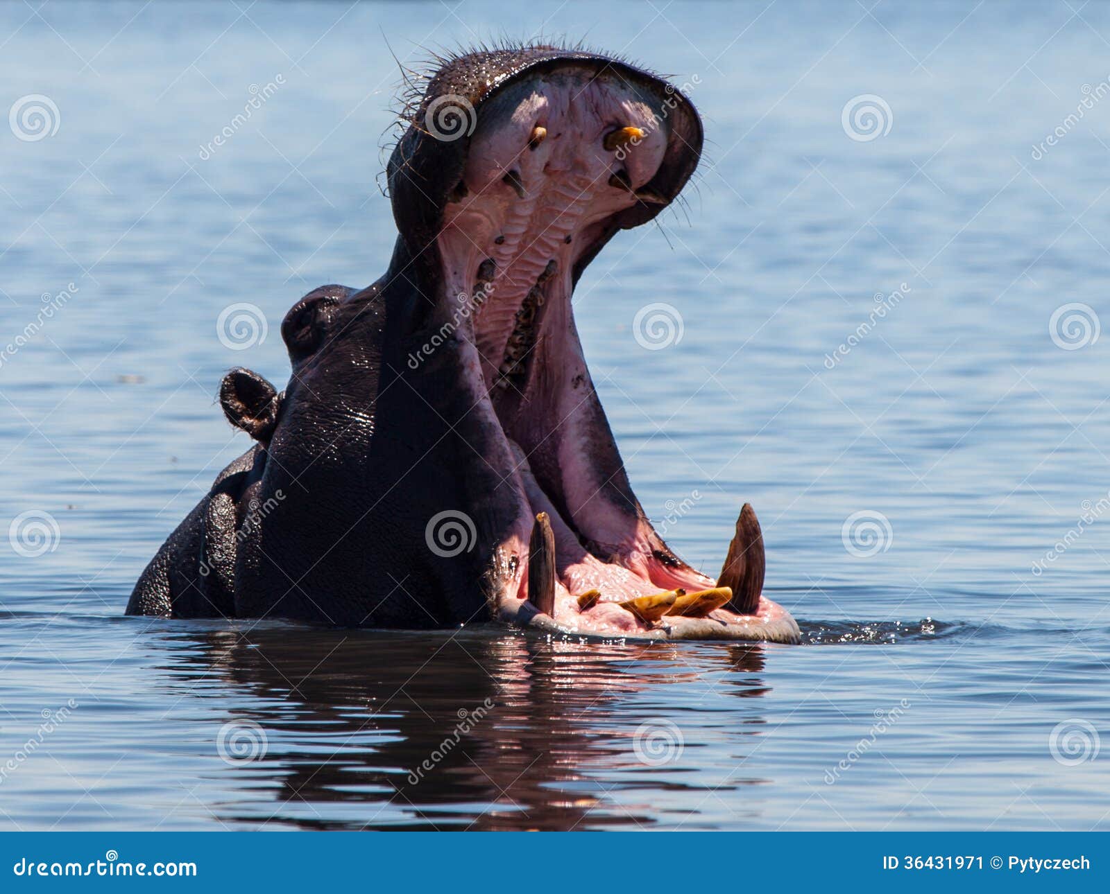 Hippo in Chobe River stock image. Image of natural, portrait - 36431971