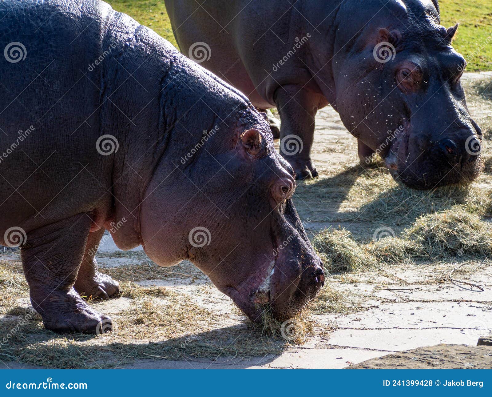 Hippo With Close Muzzle In The Water With Clipping Path Body Part ...