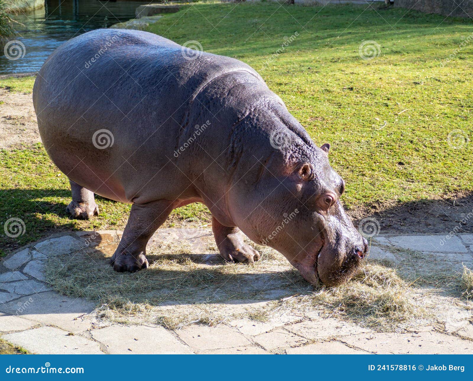 Hippo With Close Muzzle In The Water With Clipping Path Body Part ...