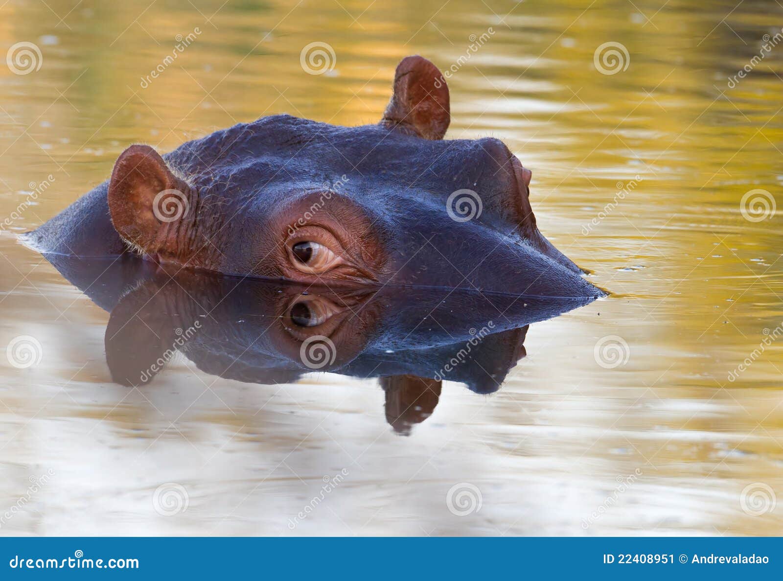 Hippo closeup stock image. Image of hippopotomous, light - 22408951