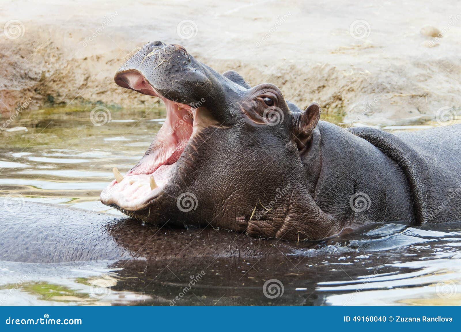 Hippo stock photo. Image of closeup, hippo, light, brown - 49160040