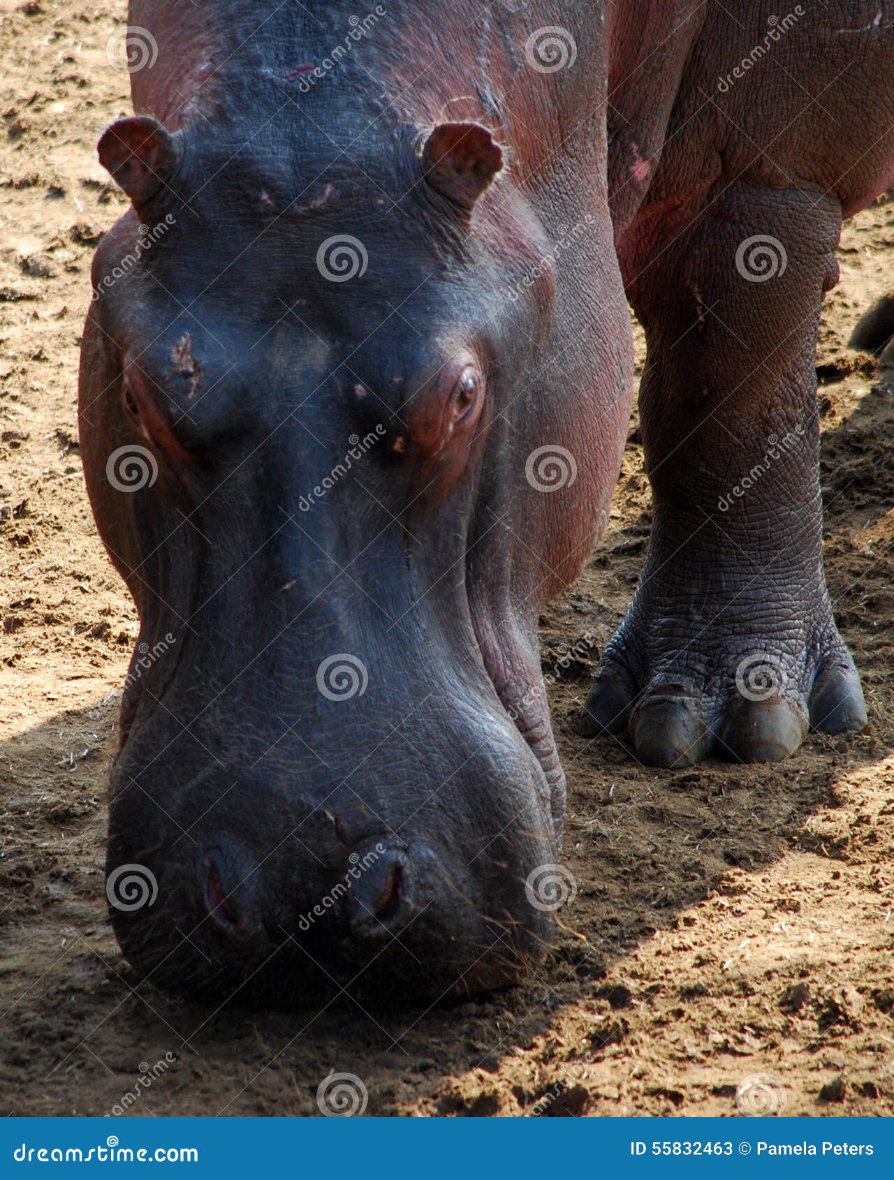Hippo Closeup stock image. Image of wildlife, wild, hippo - 55832463