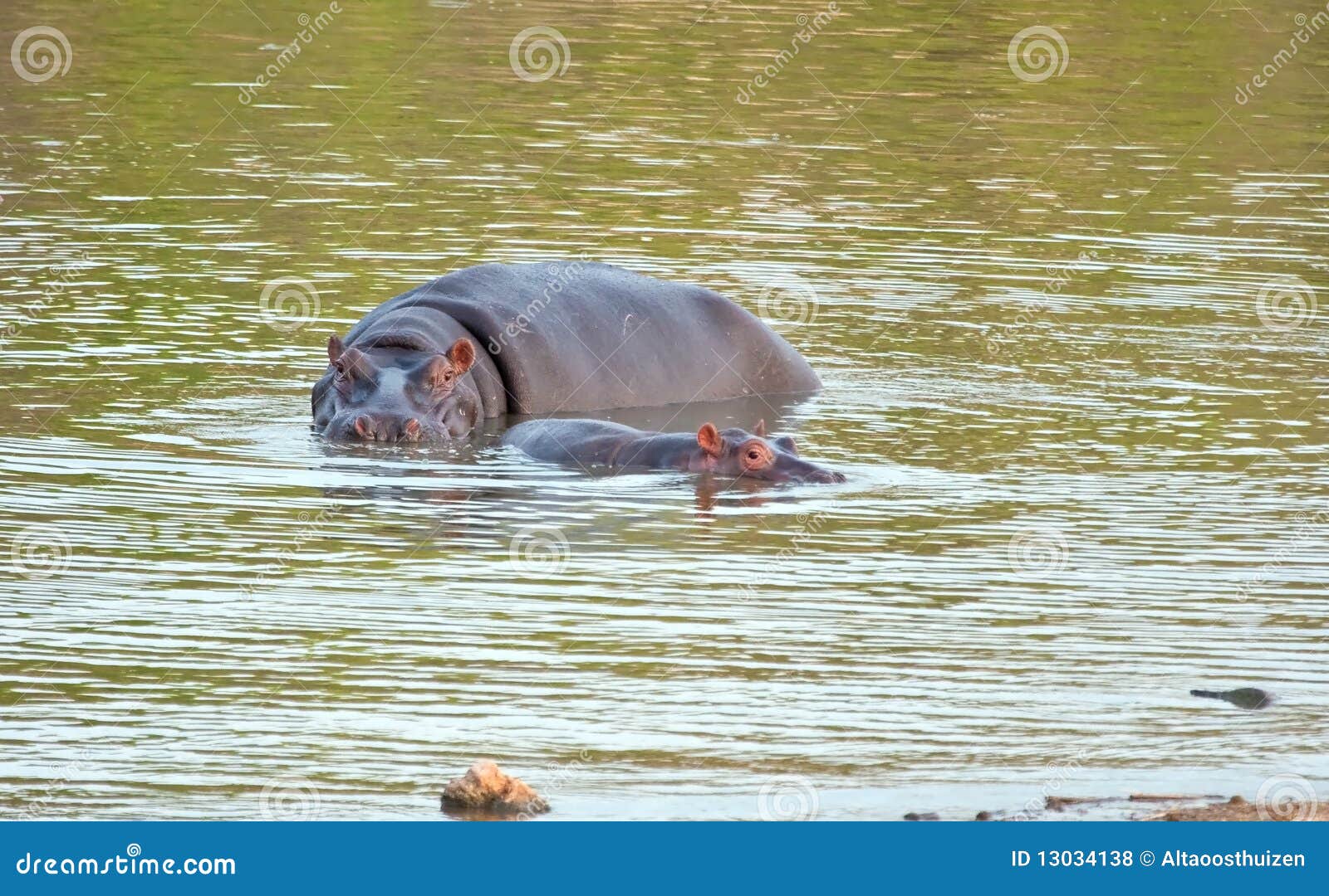 Hippo cow and calf stock photo. Image of water, nature - 13034138