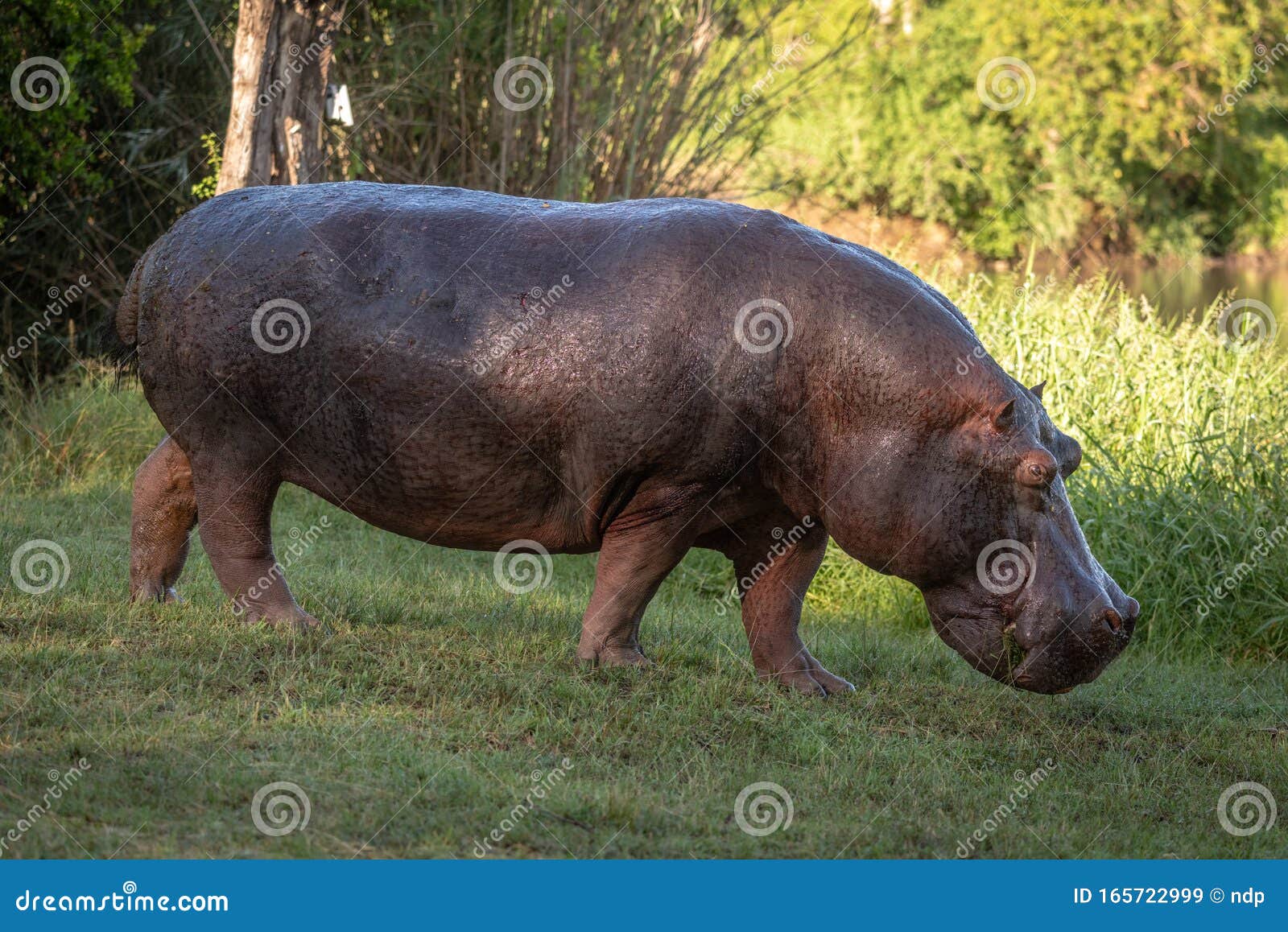 Toy Hippo With Trees Stock Photography | CartoonDealer.com #58855490