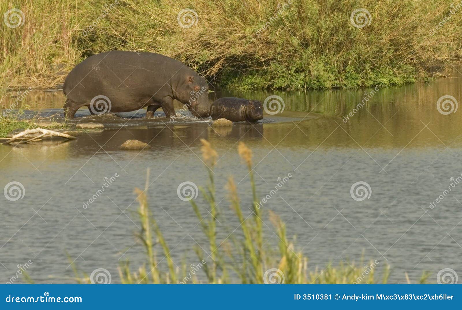 Hippo with cub stock image. Image of southern, hippopotamus - 3510381
