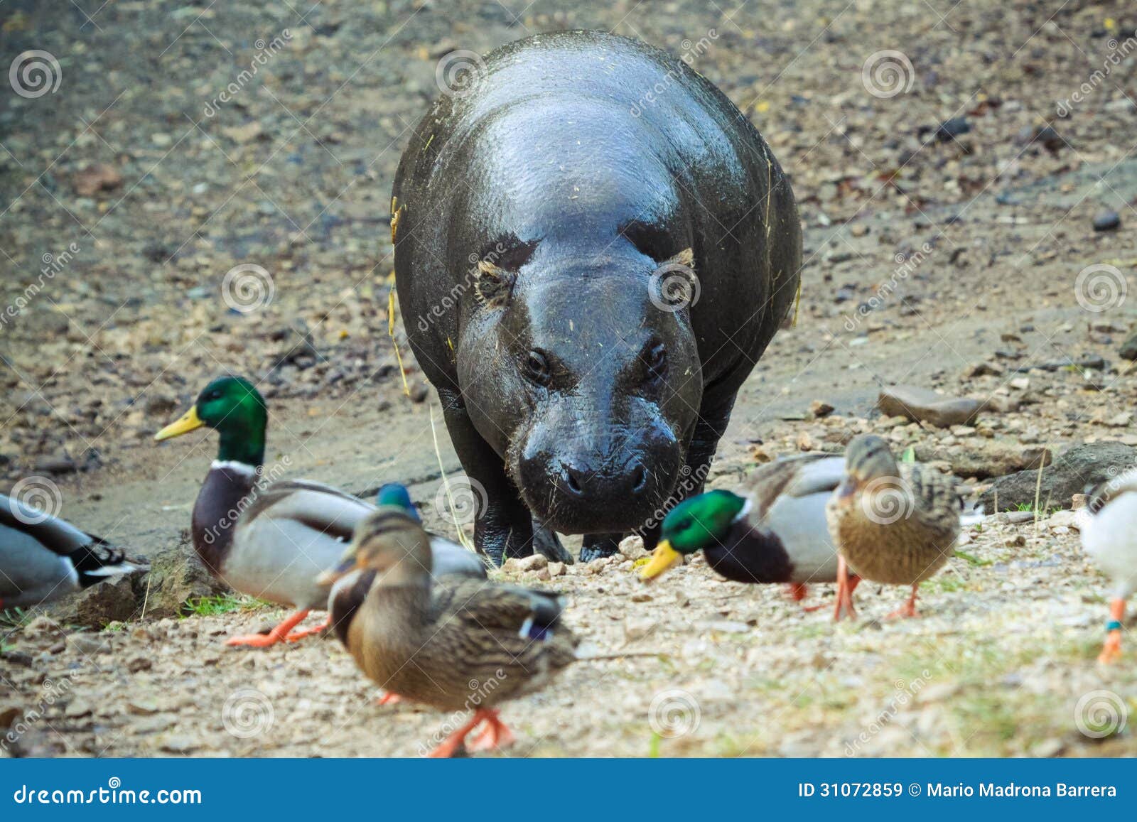 Hippo and ducks stock image. Image of semi, africa, hexaprotodon - 31072859