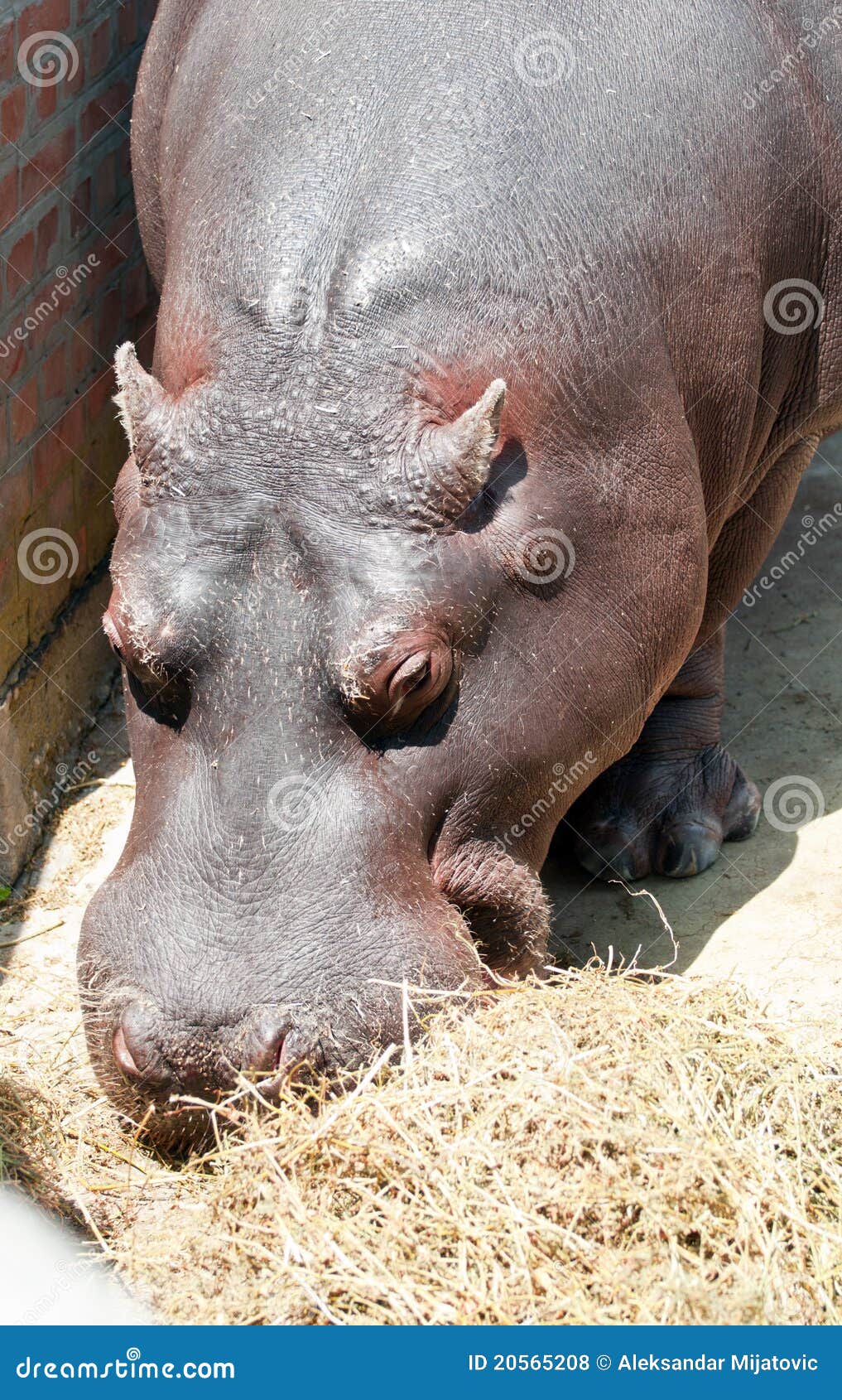 Hippo Eating Picture. Image: 20565208