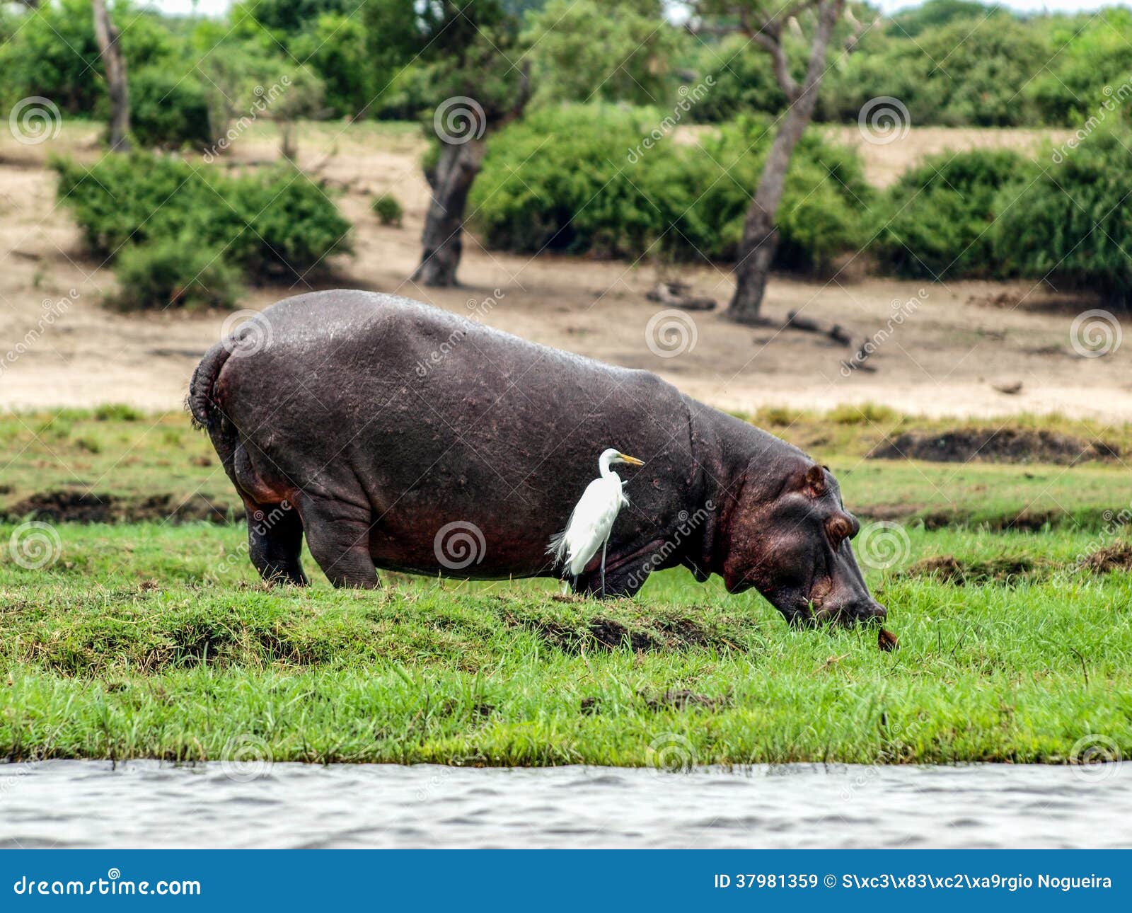 Hippo eating stock image. Image of chobe, animal, green - 37981359