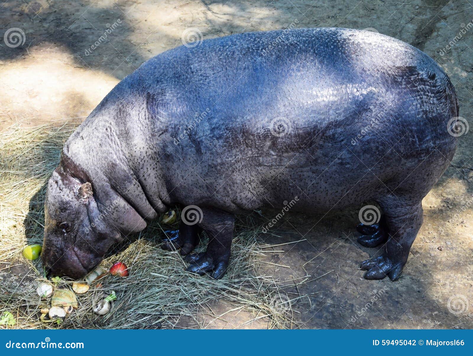 Hippo is eating stock photo. Image of standing, africa - 59495042
