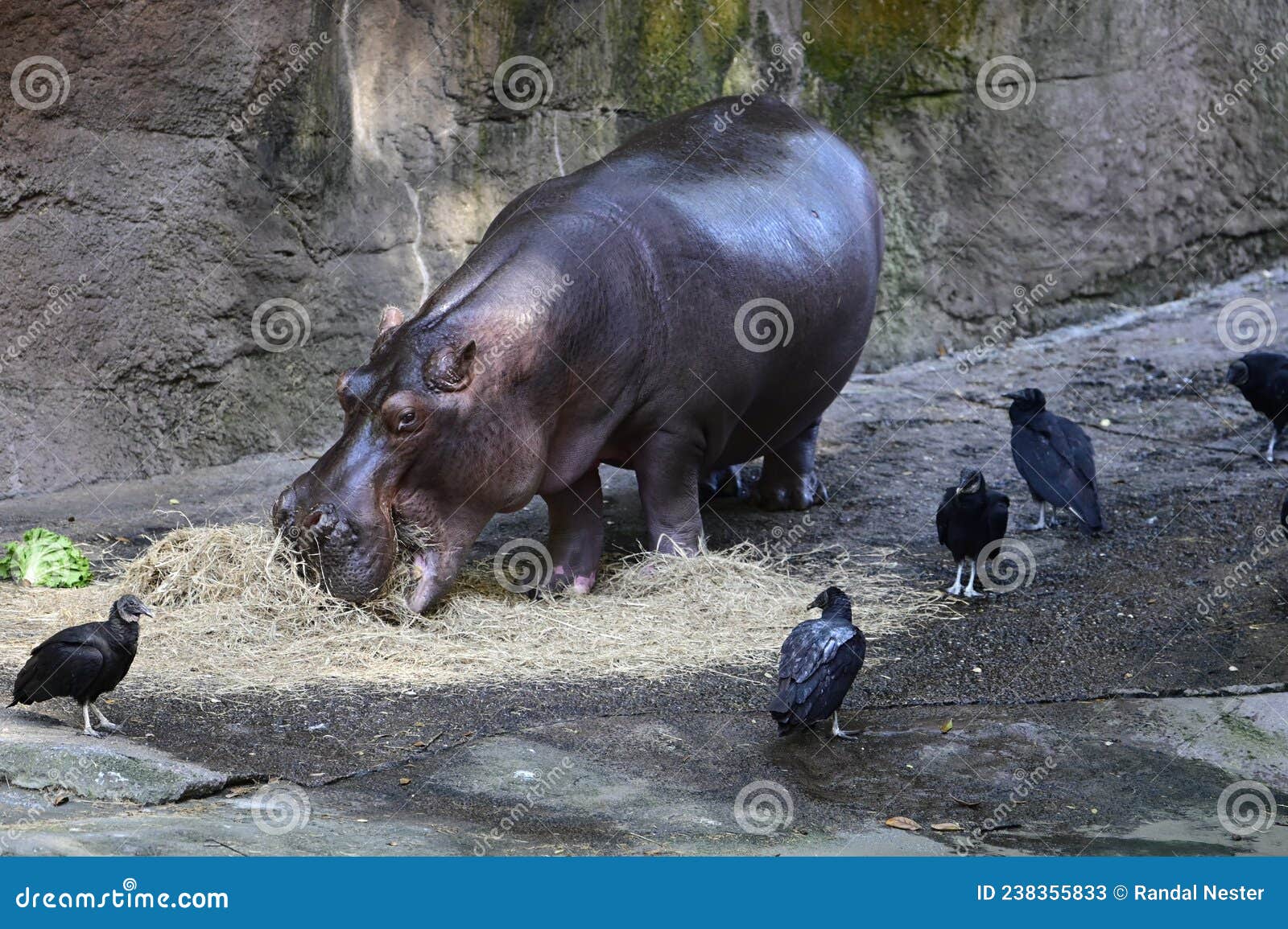Hippo eating on land stock image. Image of hippo, recreation - 238355833
