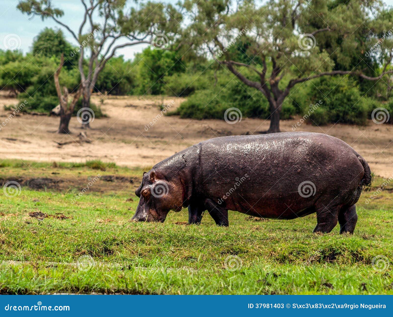 Snake Eating Hippo