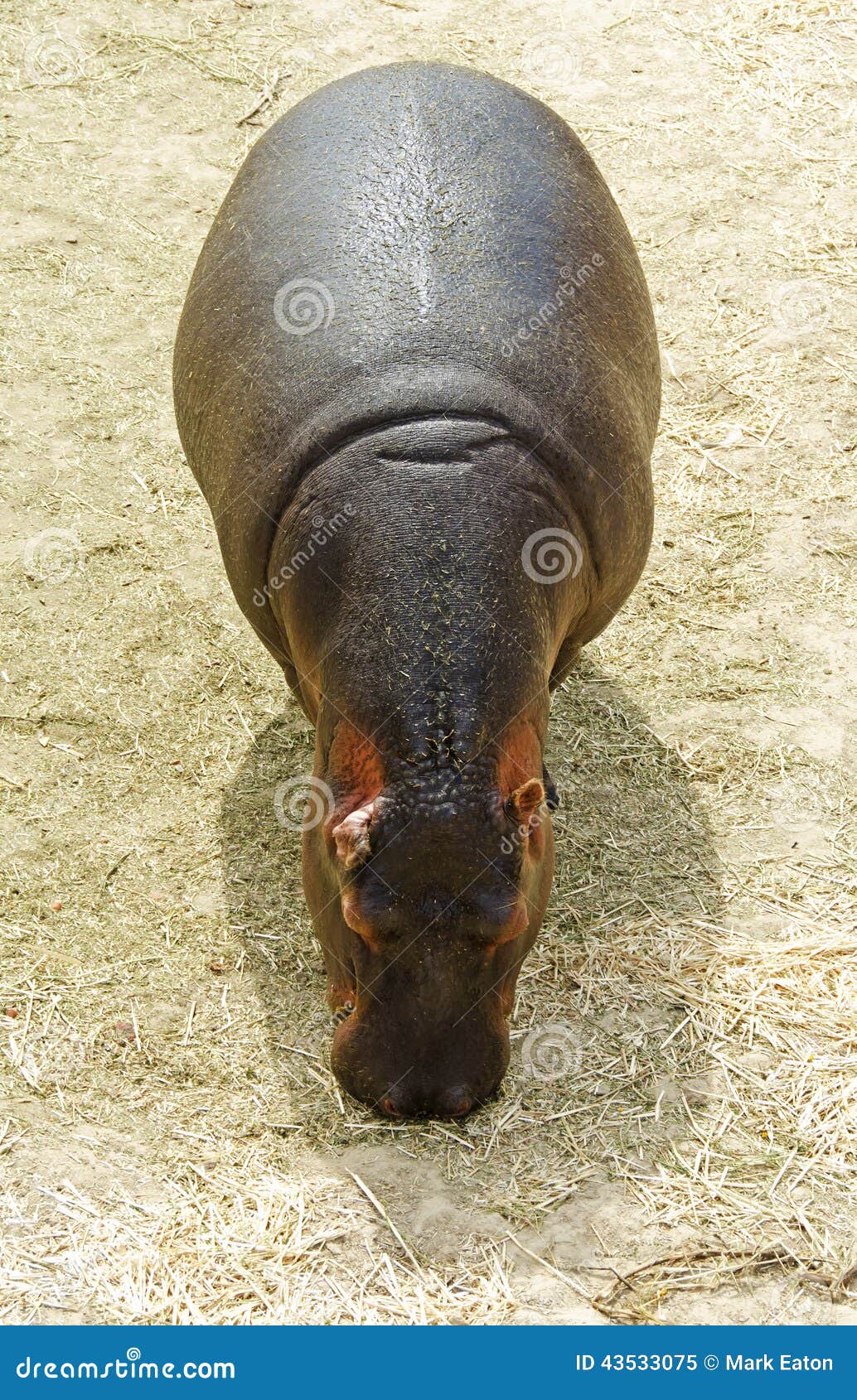 Hippo Eating stock image. Image of outdoor, obstacle - 43533075