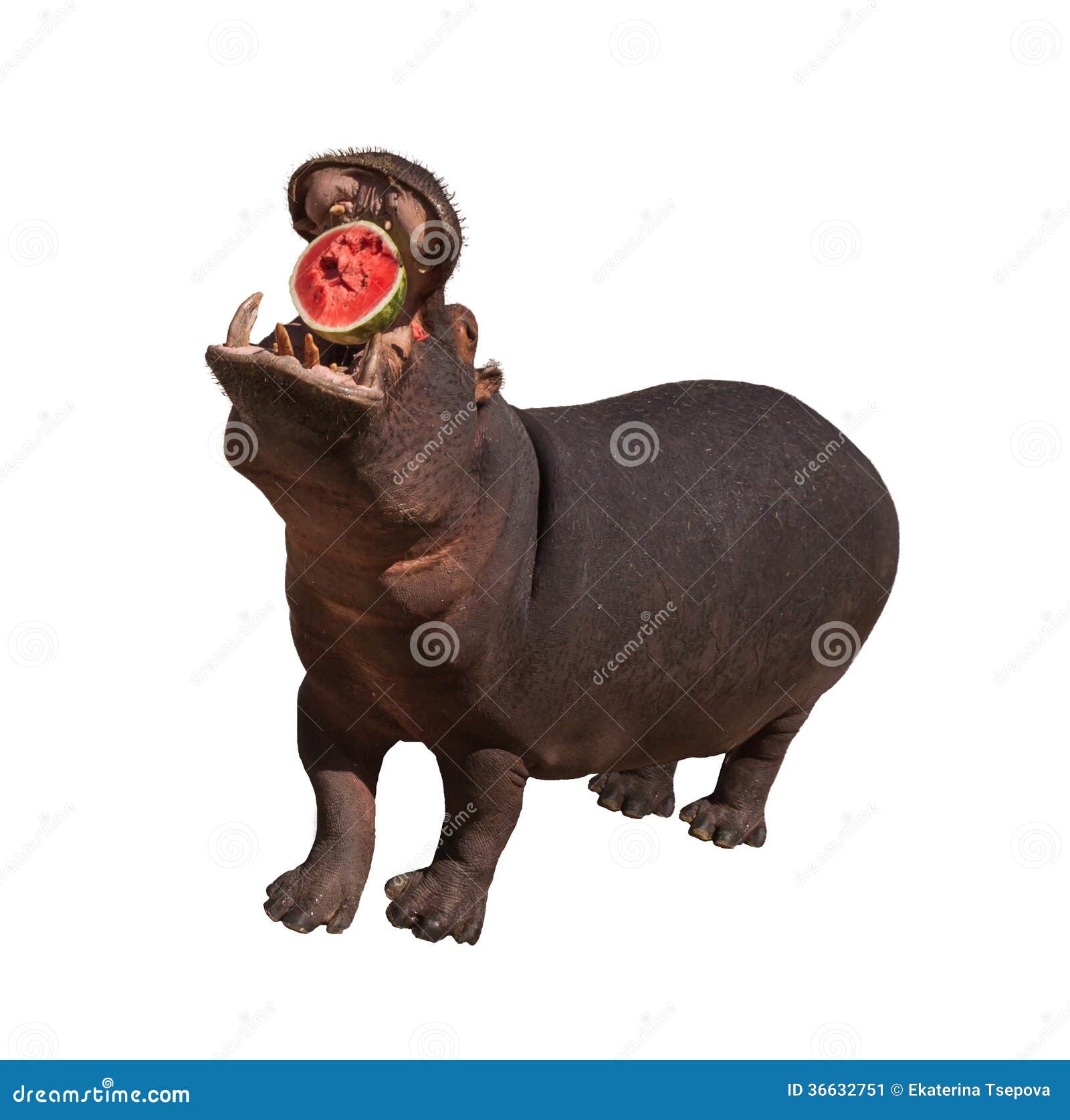Hippo Eating Watermelon Isolated Stock Image - Image of behemoth, large ...