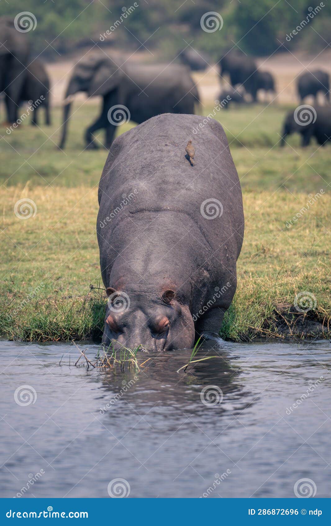 Hippo Enters River with Oxpecker on Back Stock Photo - Image of safari ...