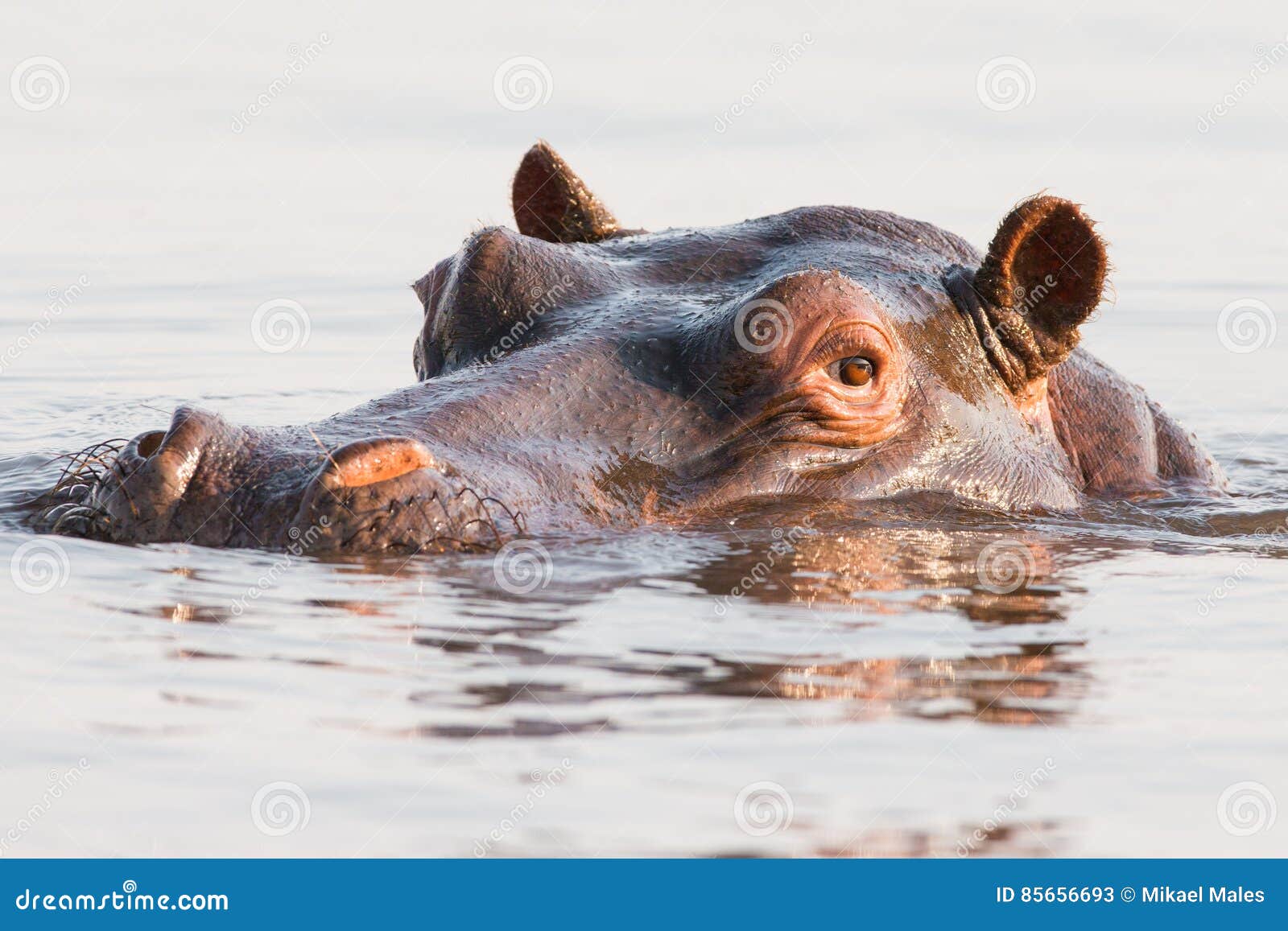 Hippo eye view stock image. Image of animal, water, lethal - 85656693