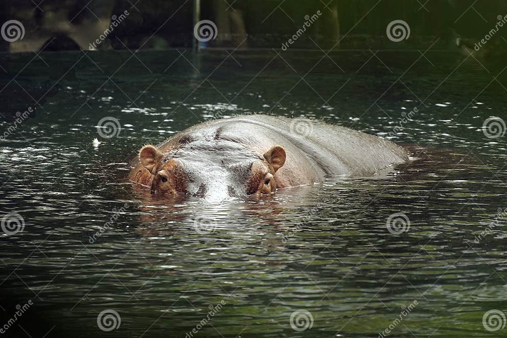 Hippo eyes stock photo. Image of hippopotamus, eyes, ears - 433222