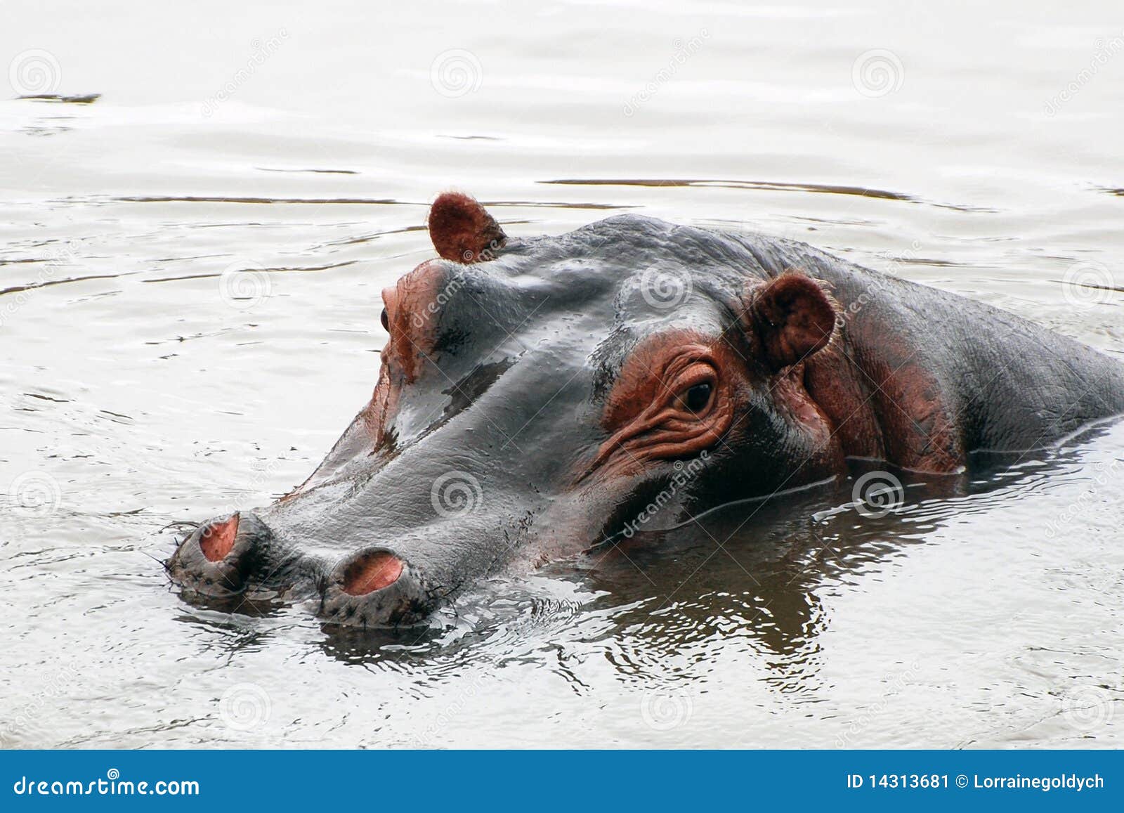 Hippo face stock image. Image of looking, skin, hippo - 14313681