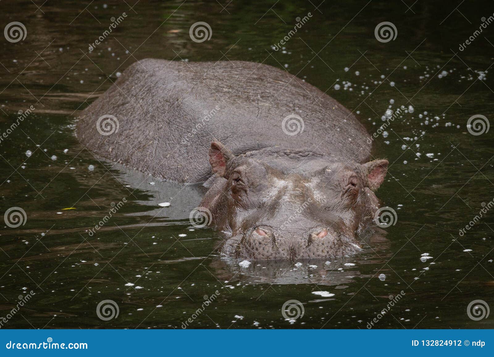 Hippo Facing Camera in Dark River Water Stock Photo - Image of facing ...