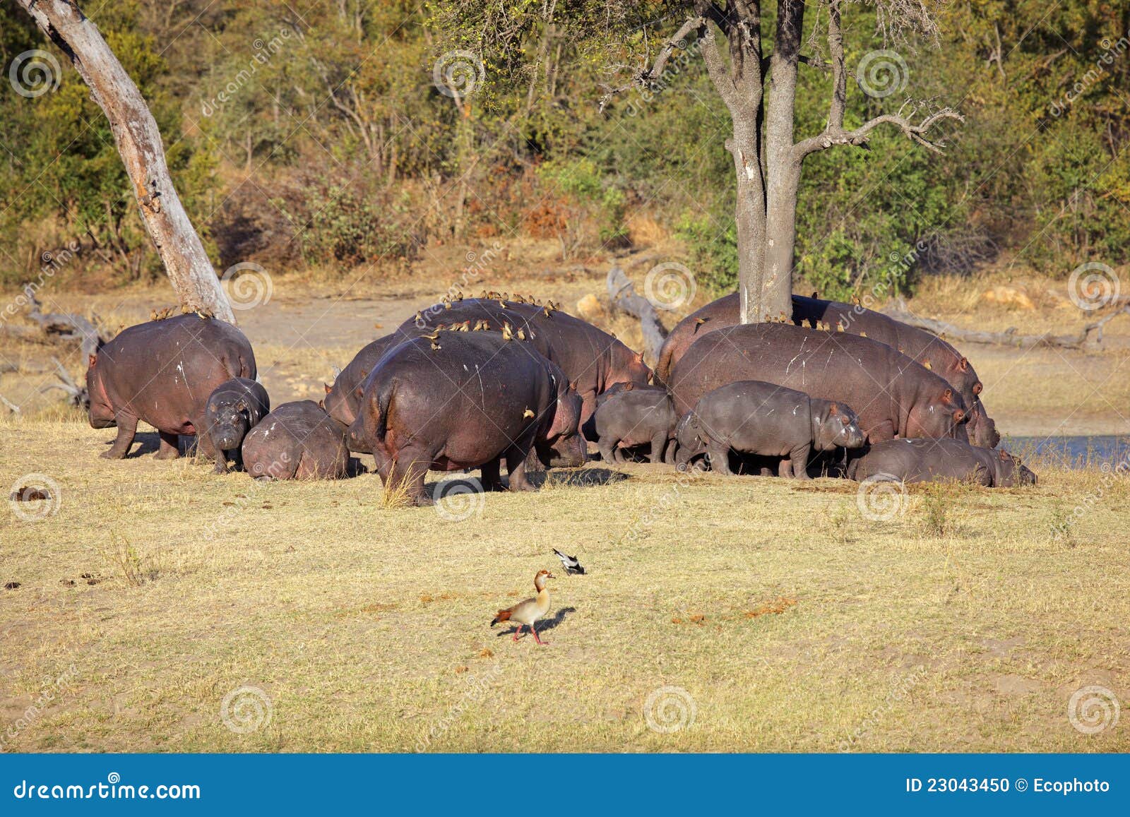 Hippo family stock photo. Image of african, hippo, safari - 23043450