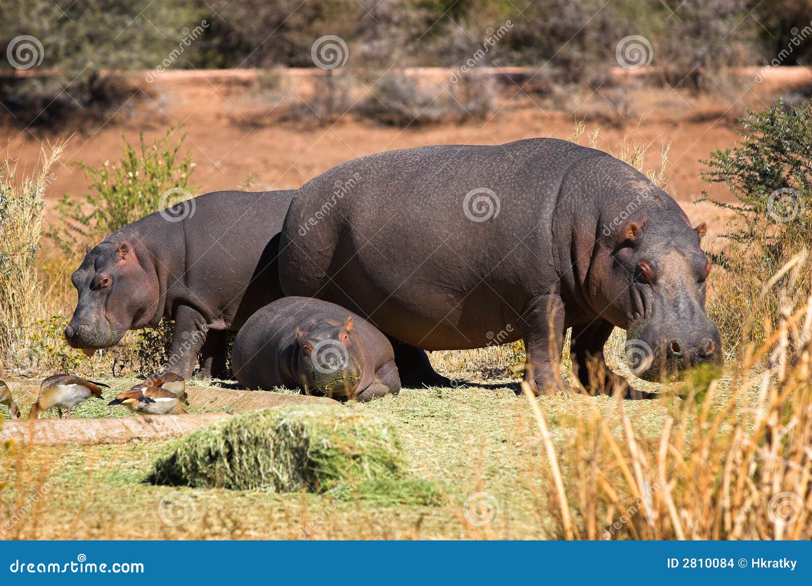 Hippo family stock photo. Image of waterhole, namibia - 2810084