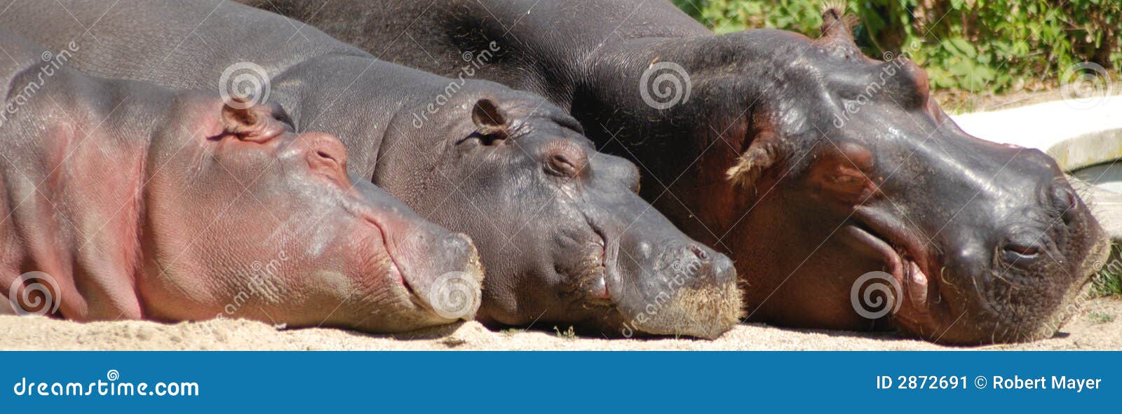 Hippo Family stock image. Image of hippopotamus, lovely - 2872691