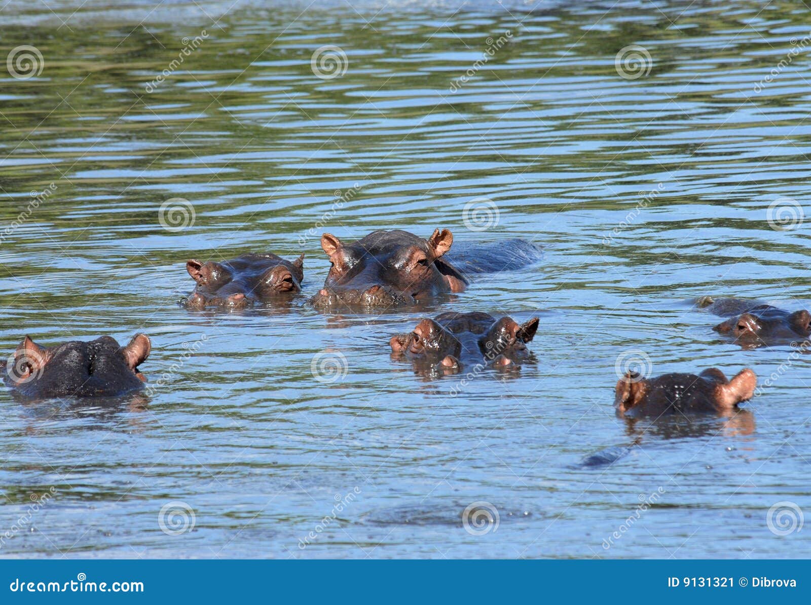 Hippo family stock image. Image of wildlife, safari, africa - 9131321